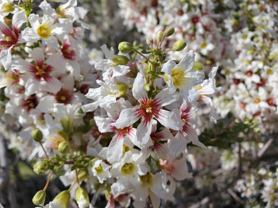 Yellow Horn | Trees That Please