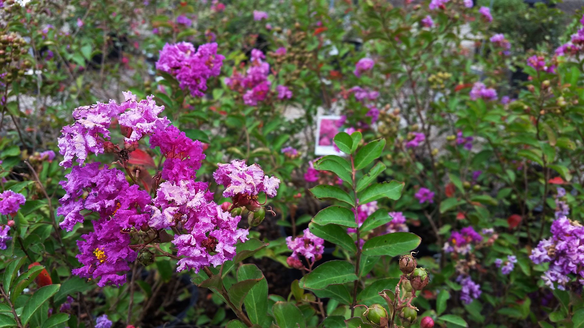 Crape Myrtle - Royalty | Trees That Please