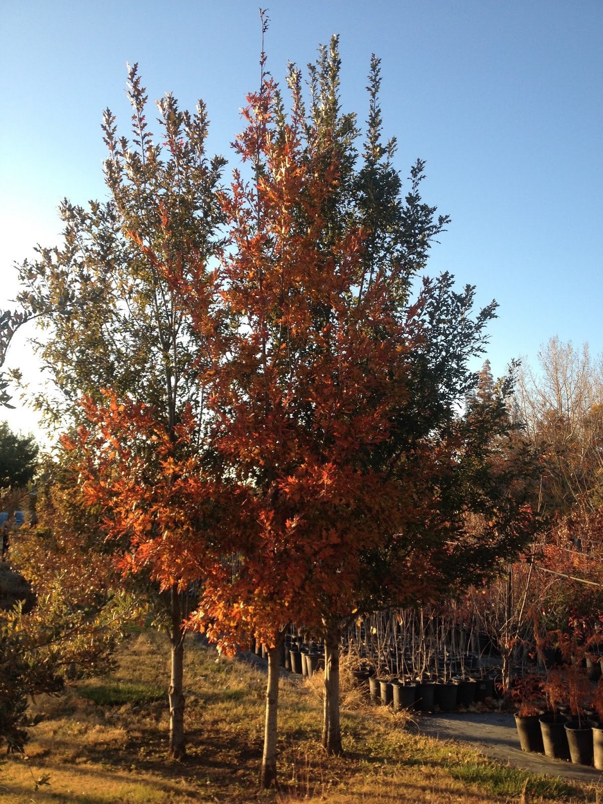Chisos Red Oak | Trees That Please