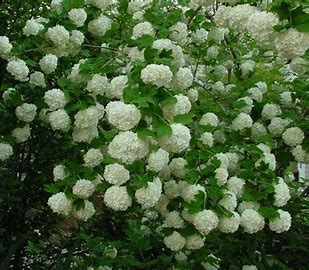 Viburnum 'Eastern Snowball' | Trees That Please