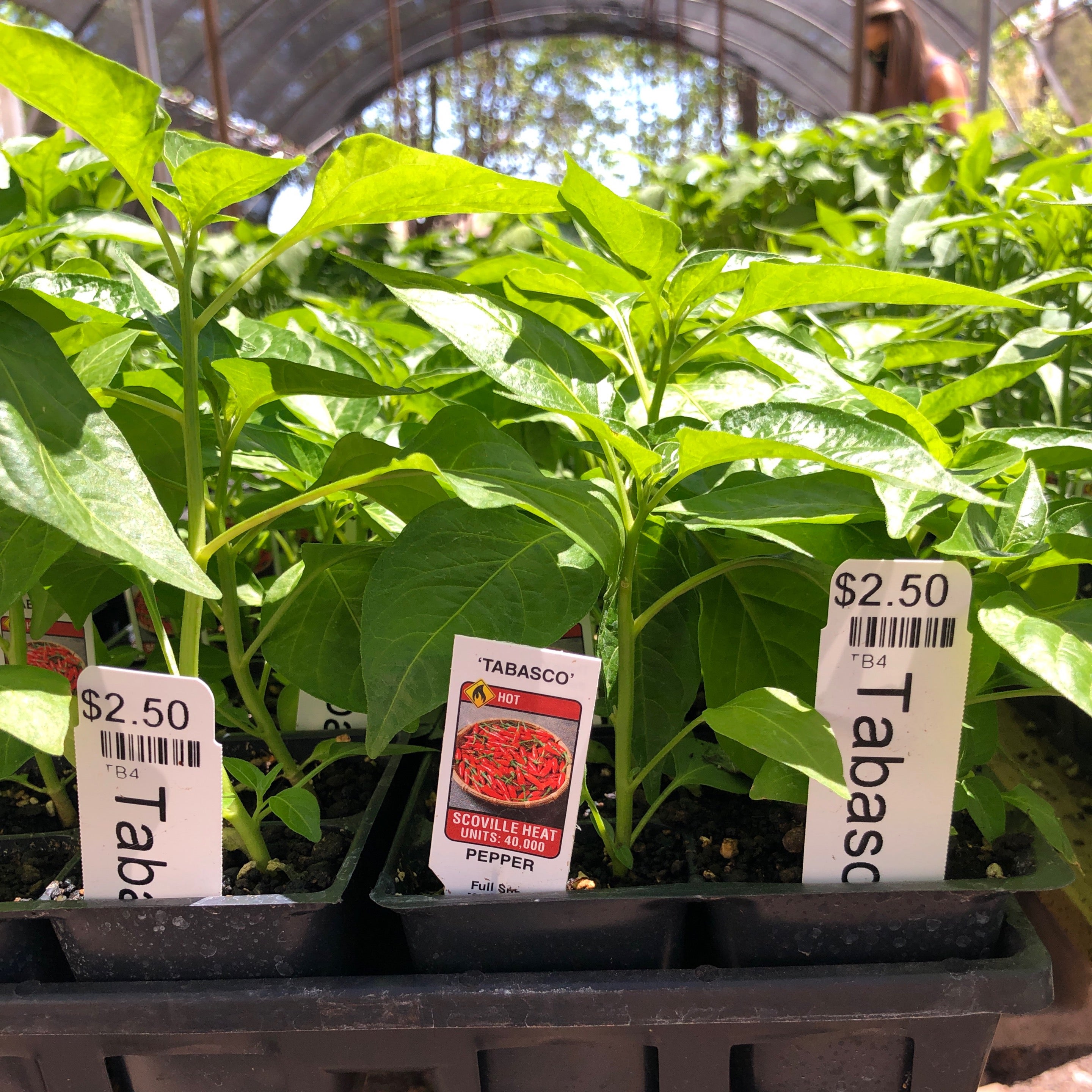 Chile 'Tabasco' | Trees That Please