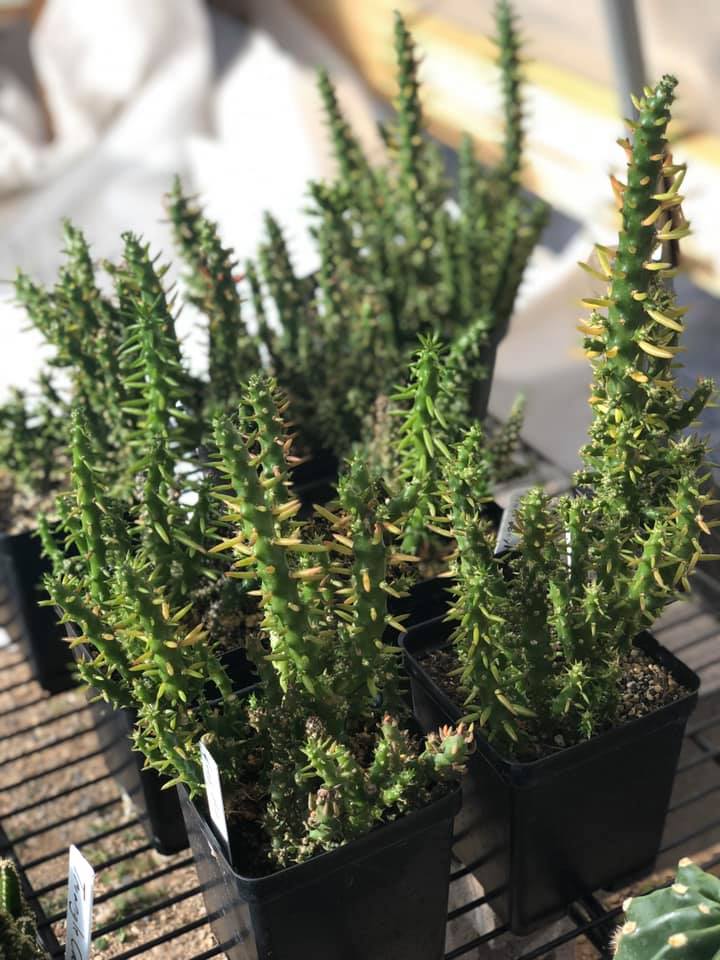 Eve's Pin Cactus | Trees That Please
