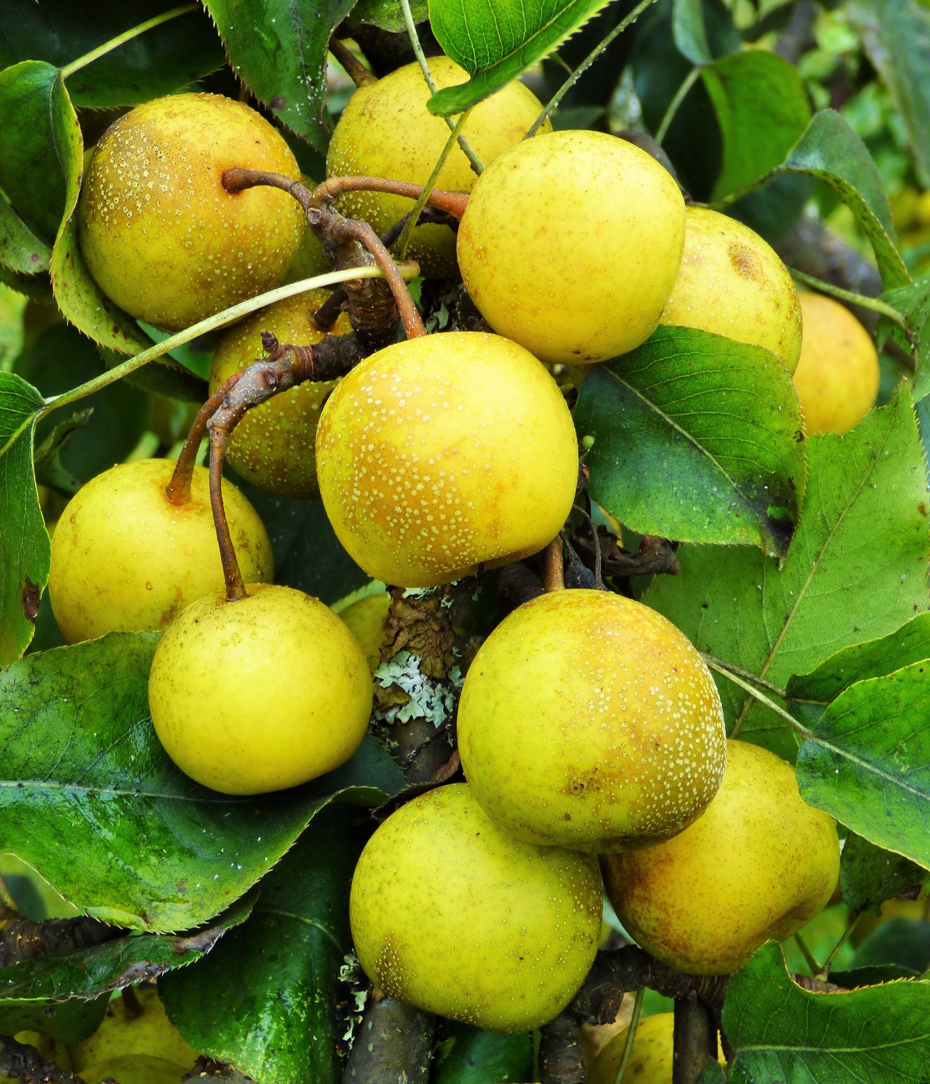 20th Century Asian Pear | Trees That Please