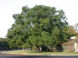 Chisos Red Oak | Trees That Please