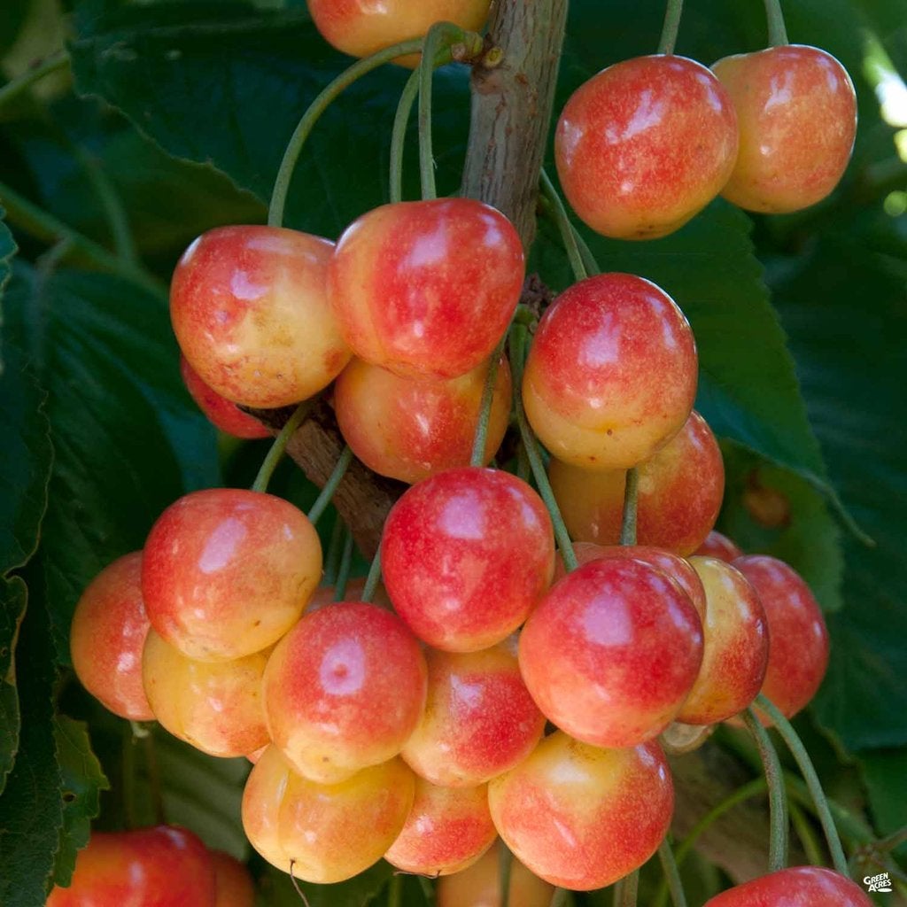 Royal Rainier Cherry | Trees That Please