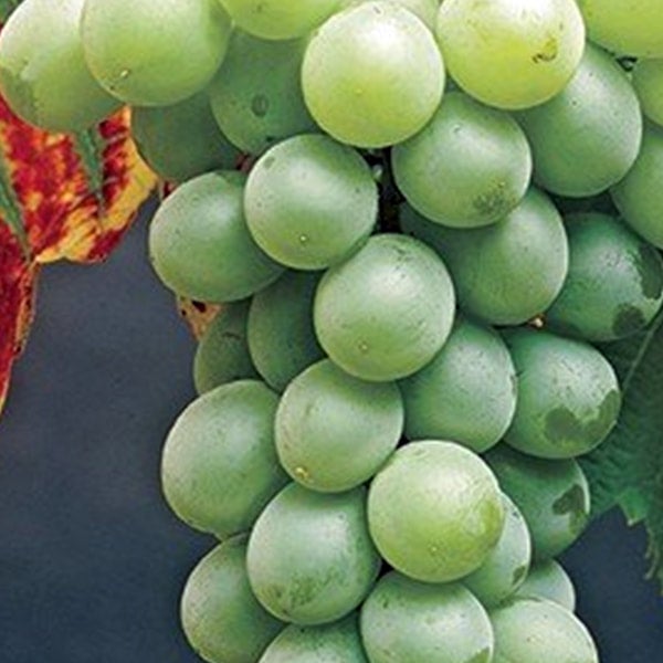 Himrod Seedless Grape | Trees That Please