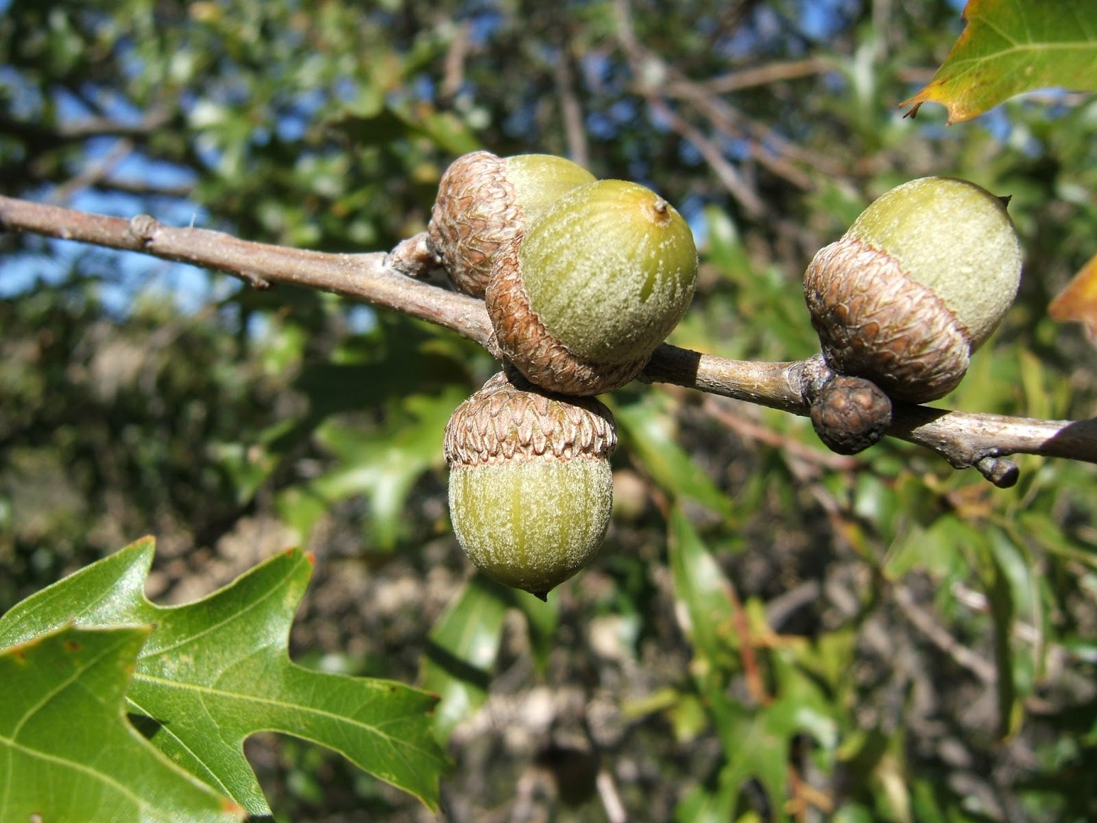 Chisos Red Oak | Trees That Please