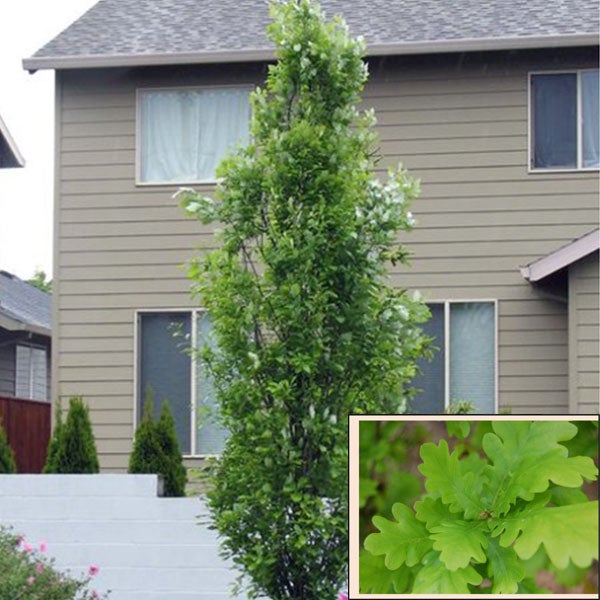 Columnar Oak | Trees That Please