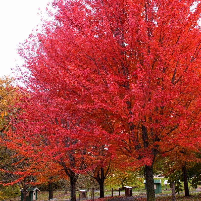 Autumn Flame Maple | Trees That Please