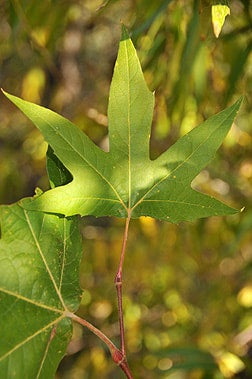 sycamore tree description