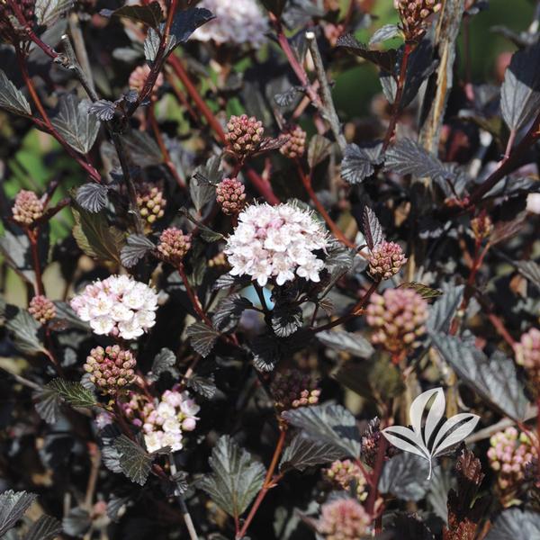 Summer Wine Ninebark Tree | Trees That Please