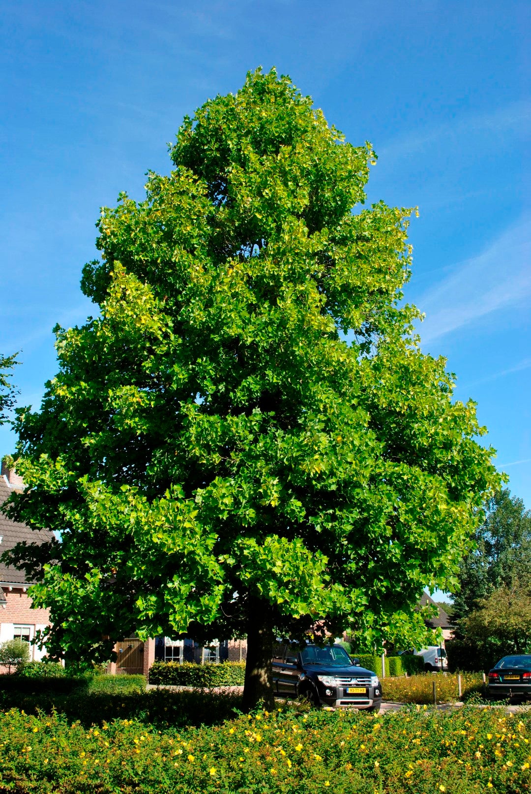 about tulip trees