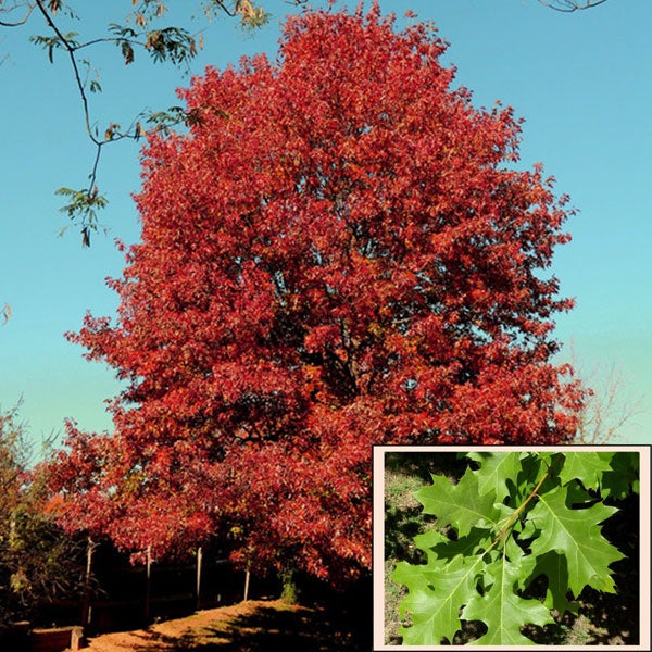 Texas Red Oak | Trees That Please