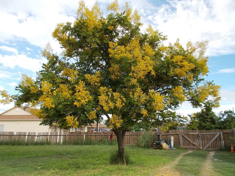 Golden Rain Tree | Trees That Please