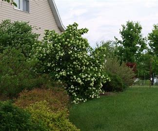 Viburnum 'Eastern Snowball' | Trees That Please