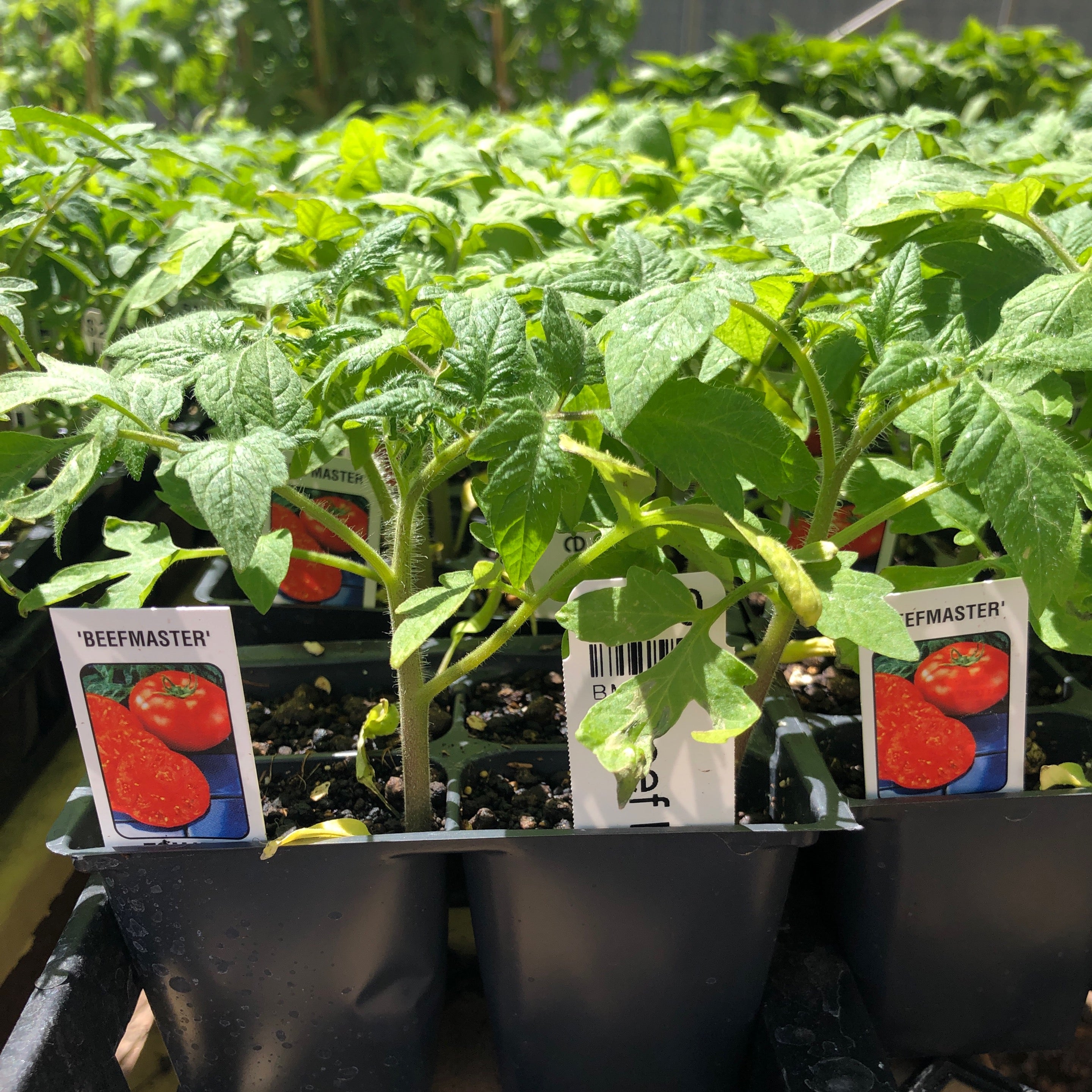 Tomato 'Beefmaster' | Trees That Please