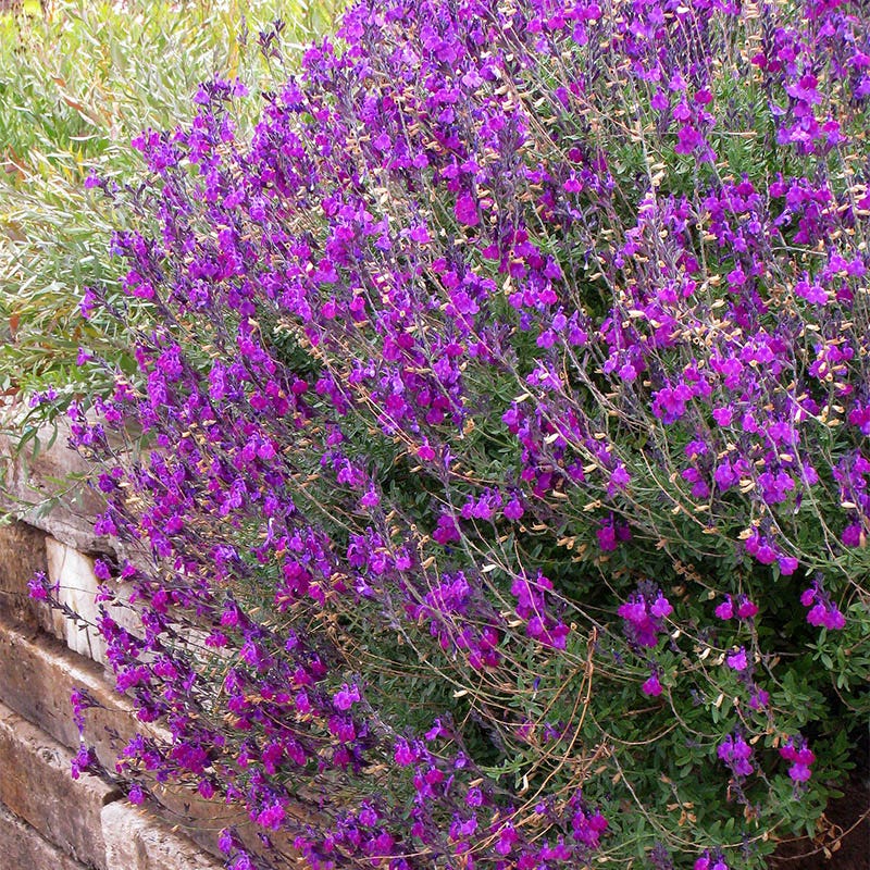 Autumn Sage 'Ultra Violet' | Trees That Please