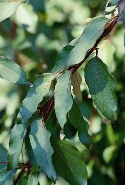 honeysuckle tree leaf