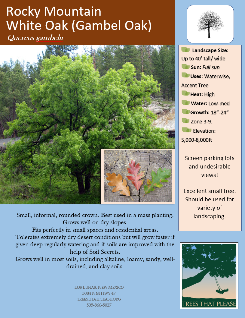 Gamble Oak | Trees That Please