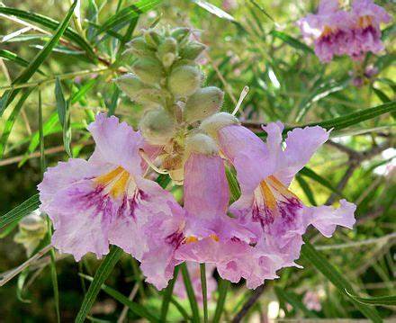 sweet bubba desert willow