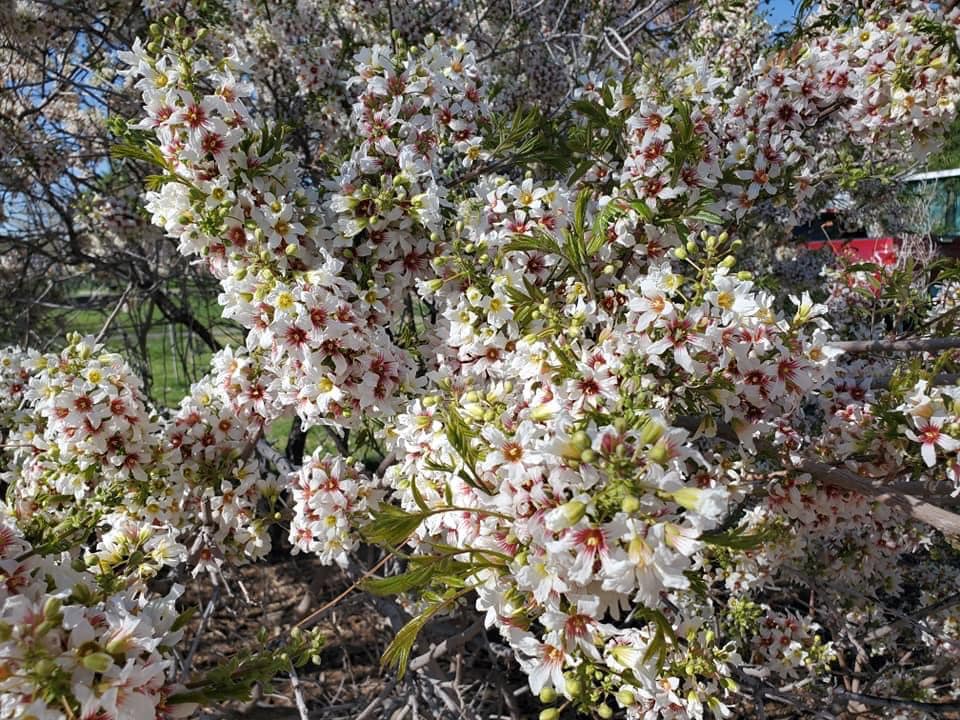 Yellow Horn | Trees That Please