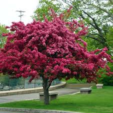 Crabapple 'Radiant' | Trees That Please