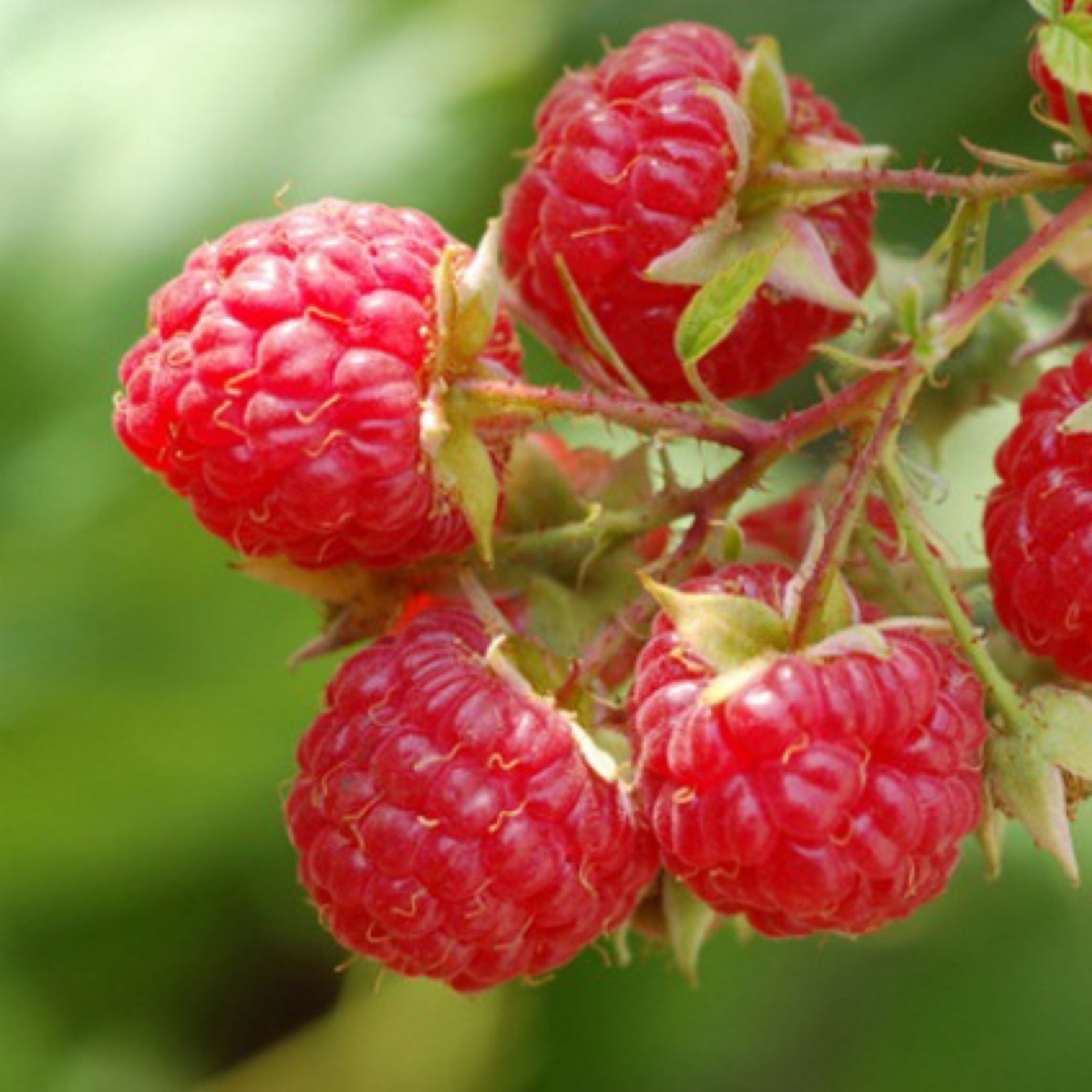 Red Heritage Raspberry | Trees That Please
