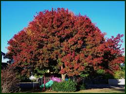 Texas Red Oak | Trees That Please