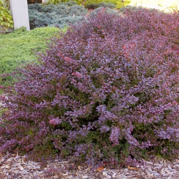 Crimson Pygmy Dwarf Japanese Barberry | Trees That Please