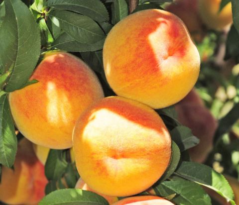 Peach 'Halford Cling Canning' | Trees That Please