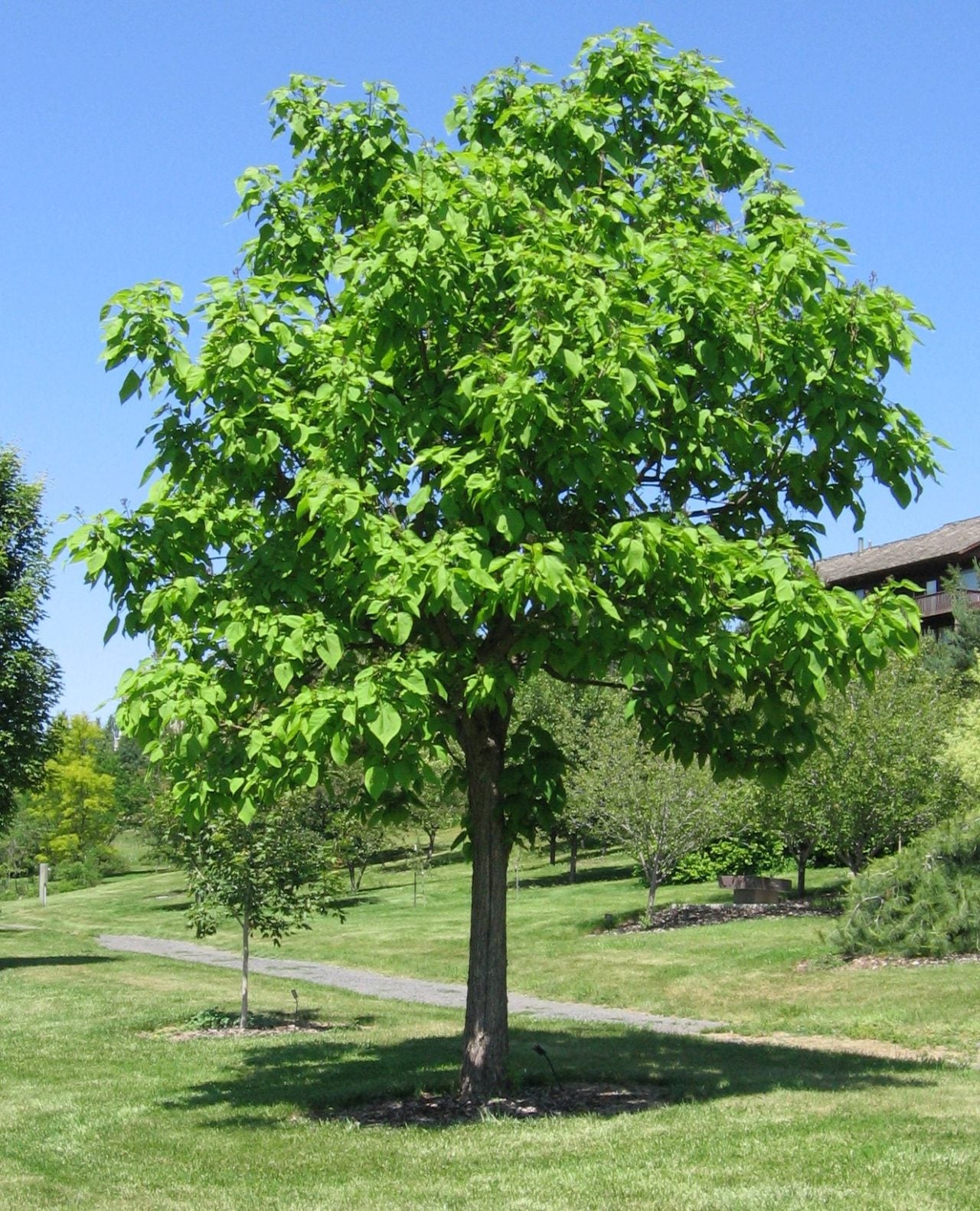 Western Catalpa | Trees That Please