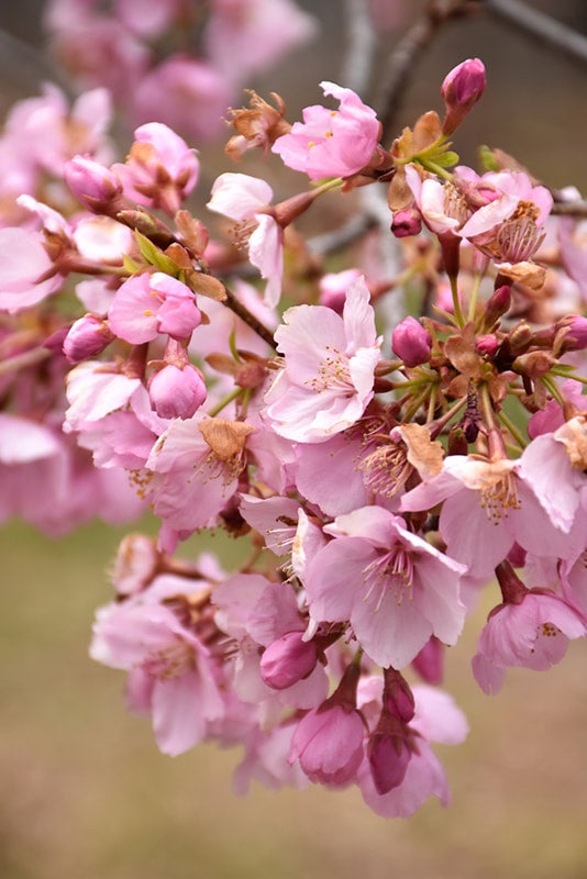 Cherry - Pink Flair Flowering | Trees That Please