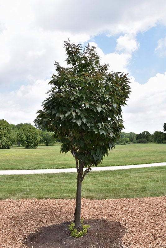 Cherry - Pink Flair Flowering | Trees That Please
