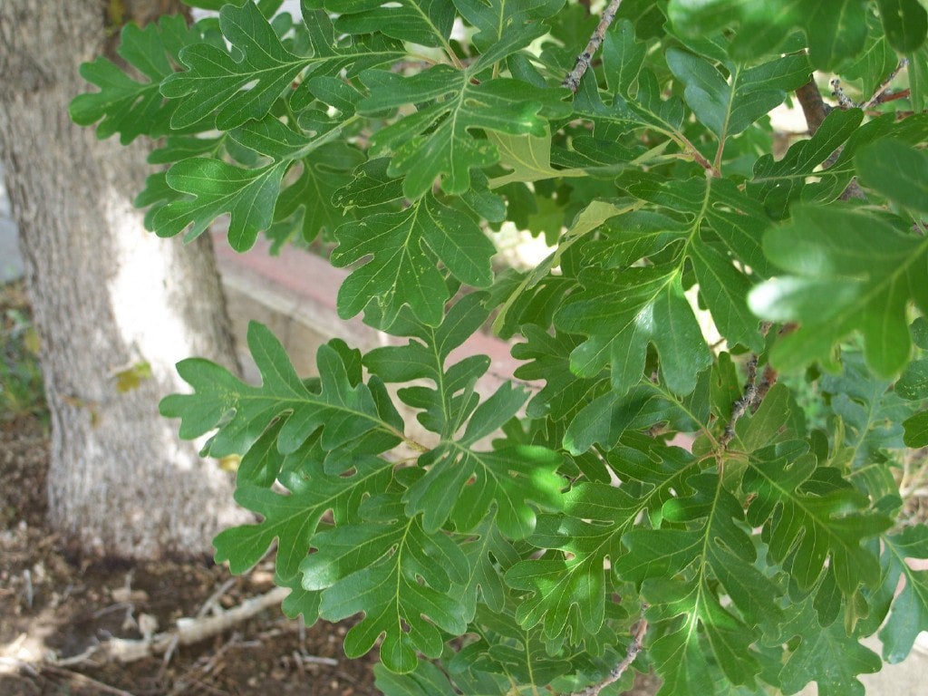 Gamble Oak | Trees That Please