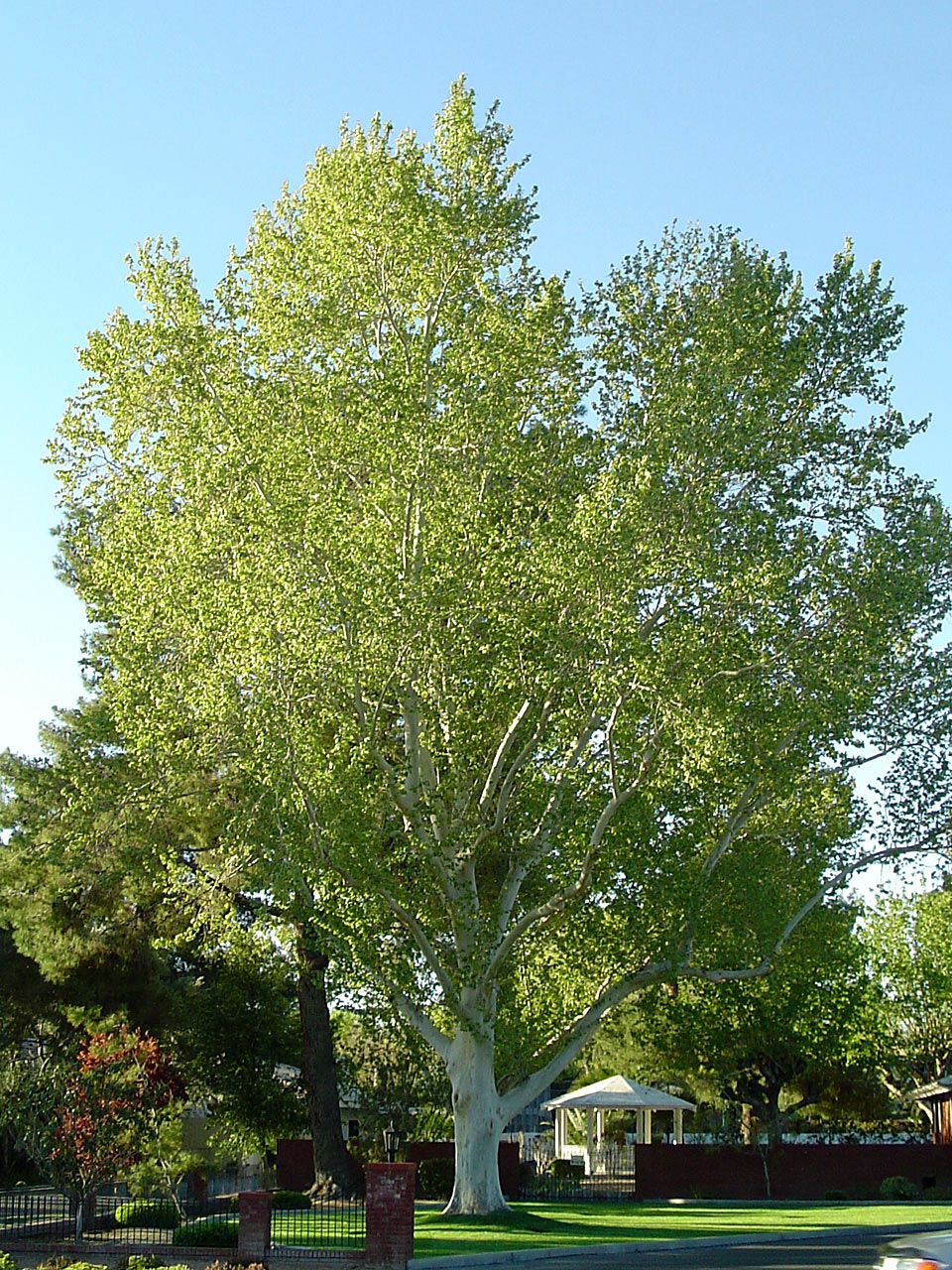 Arizona Sycamore | Trees That Please