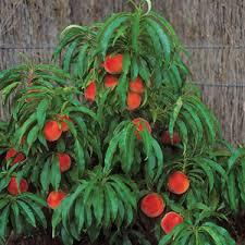 Peach 'Pix Zee Miniature' | Trees That Please