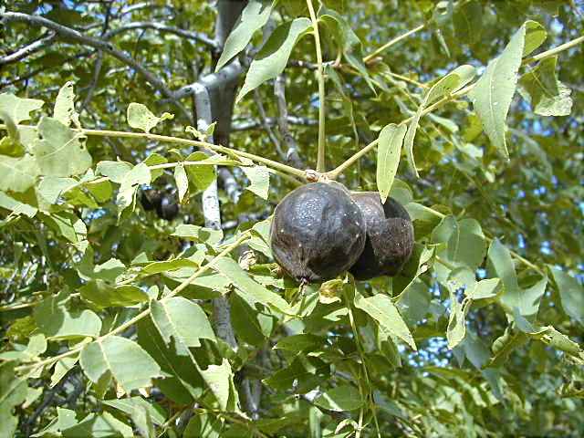 Arizona Walnut | Trees That Please
