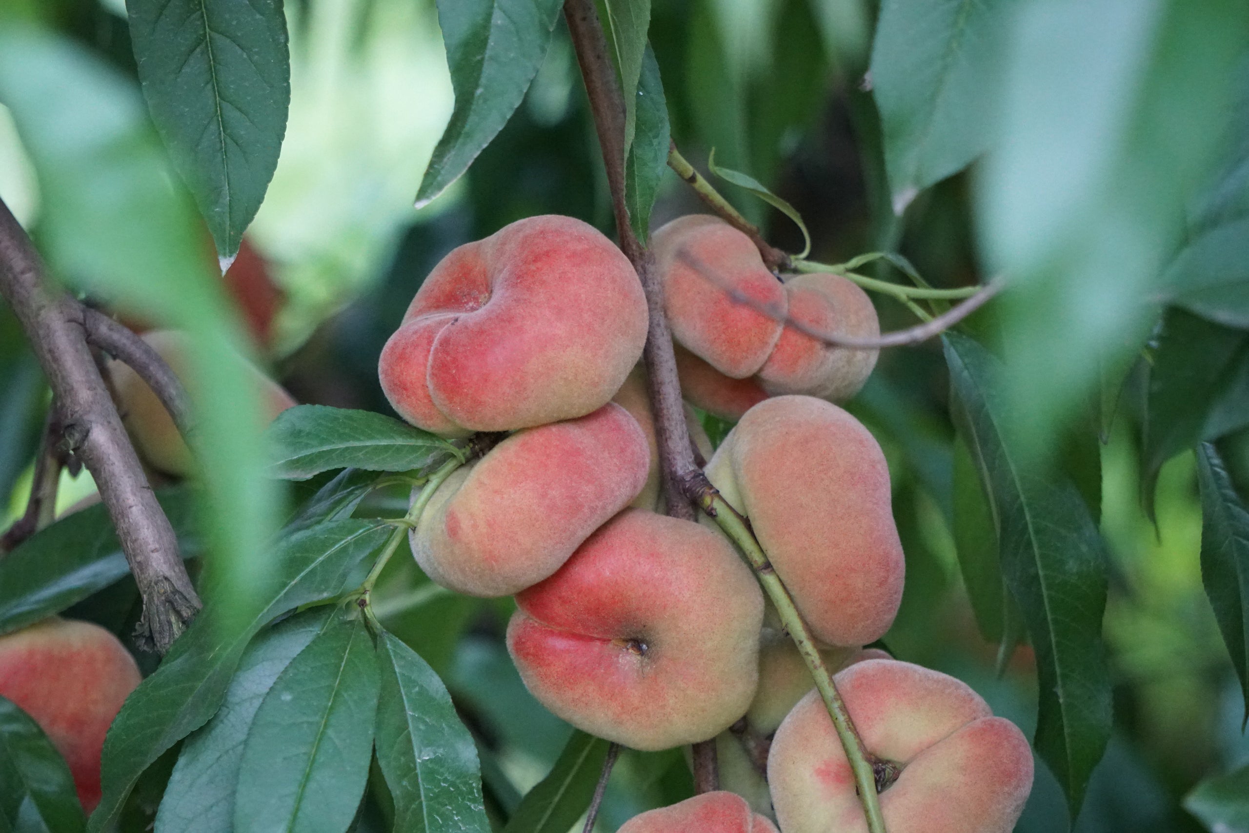 Galaxy White Peach | Trees That Please
