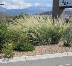 Windbreaker Giant Sacaton | Trees That Please