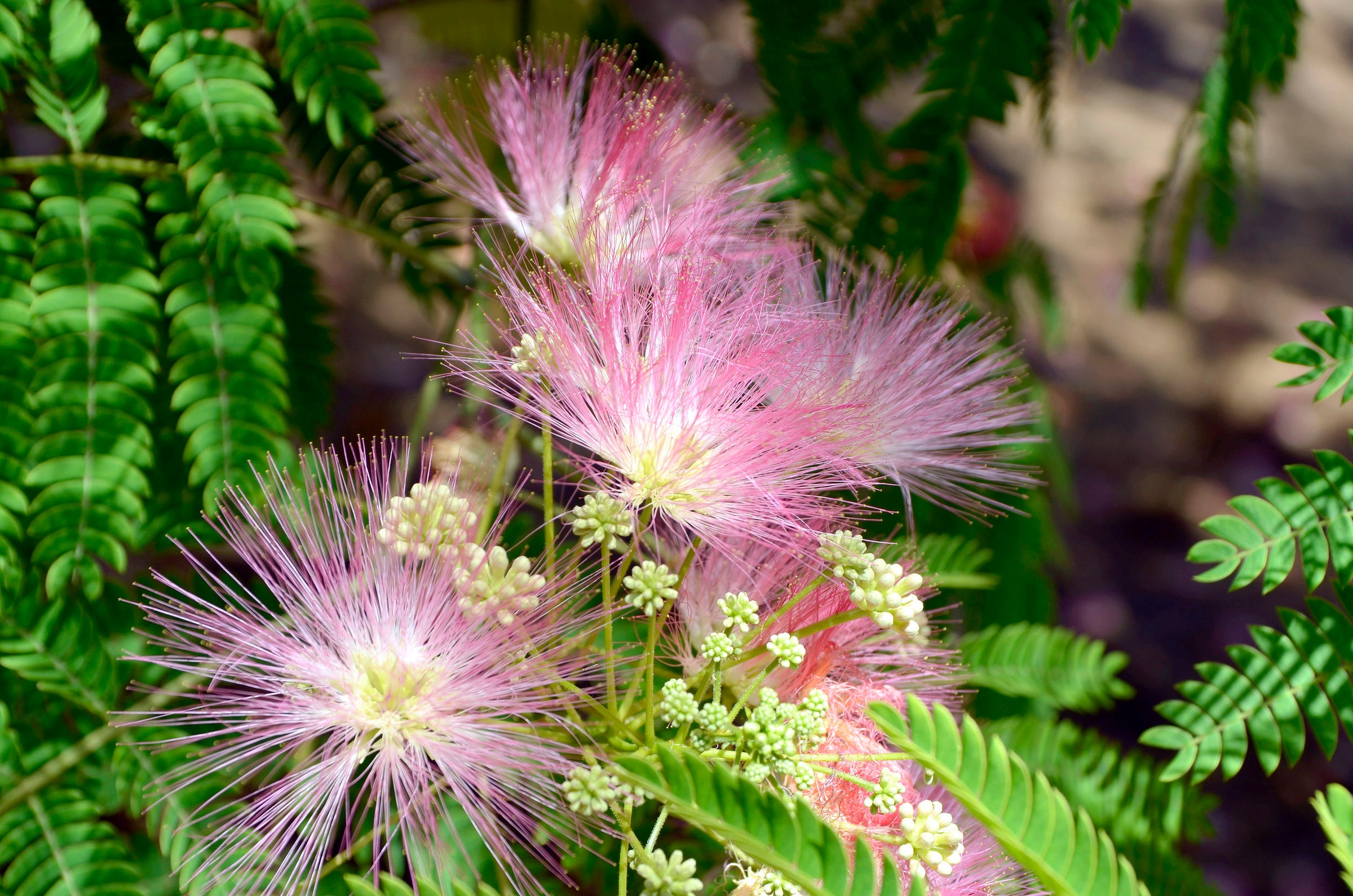 Mimosa Silk Tree | Trees That Please