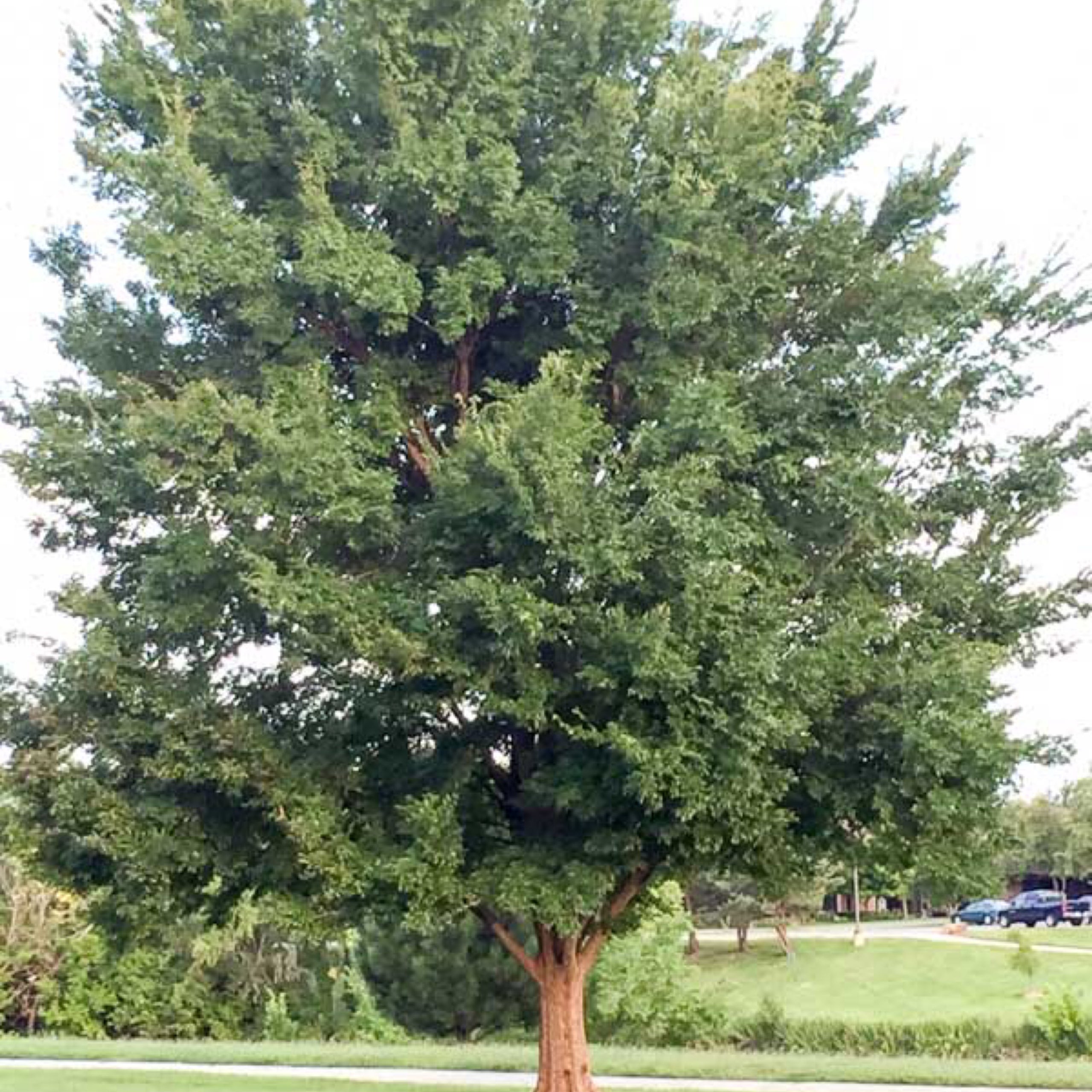 Allee Lacebark Elm | Trees That Please