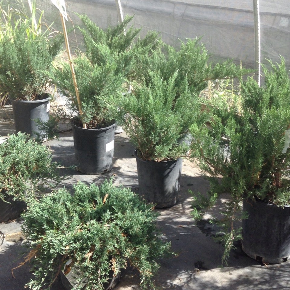 Tam Juniper | Trees That Please