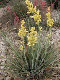 Yellow Yucca | Trees That Please