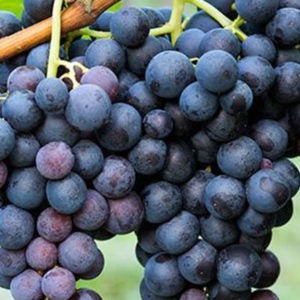 Grape - Concord Seedless | Trees That Please