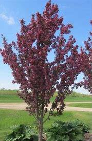 Crabapple 'Gladiator' | Trees That Please