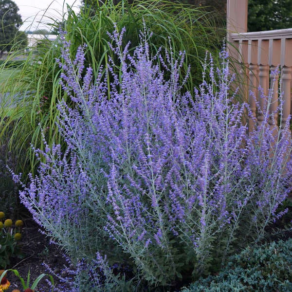 Little Spire Russian Sage | Trees That Please