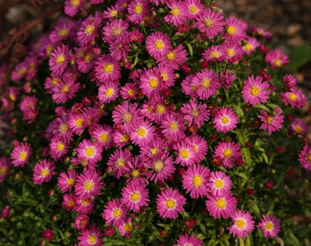 Carmine Red Fall Aster | Trees That Please