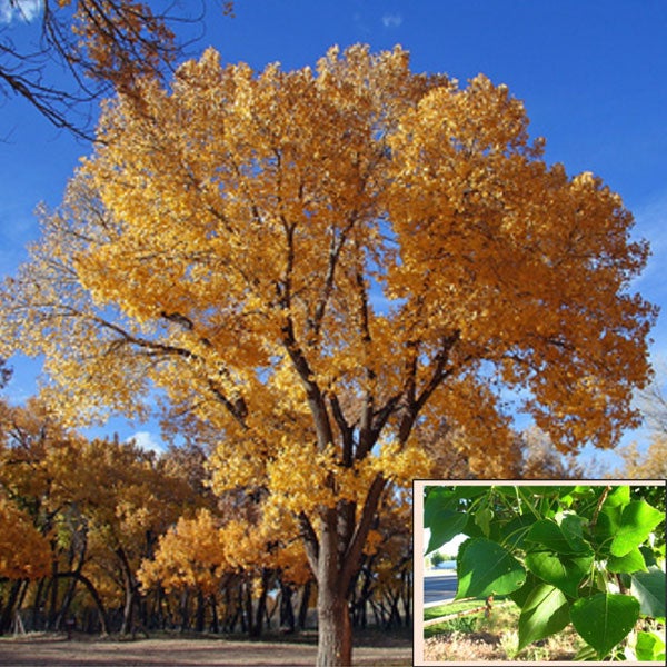 Rio Grande Cottonwood | Trees That Please