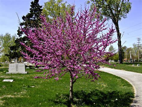 Mexican Redbud | Trees That Please