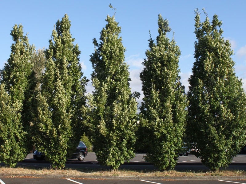 Columnar Oak | Trees That Please